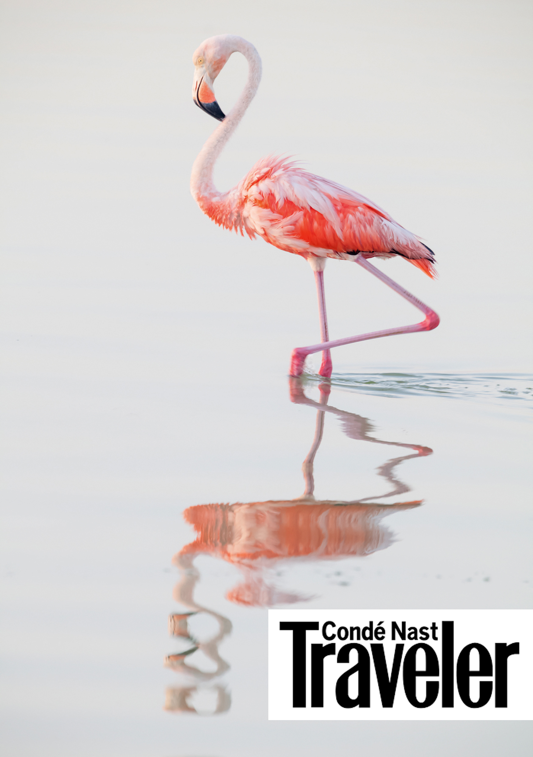 Flamingo book recommended by Condé Nast Traveler - ACC Art Books UK